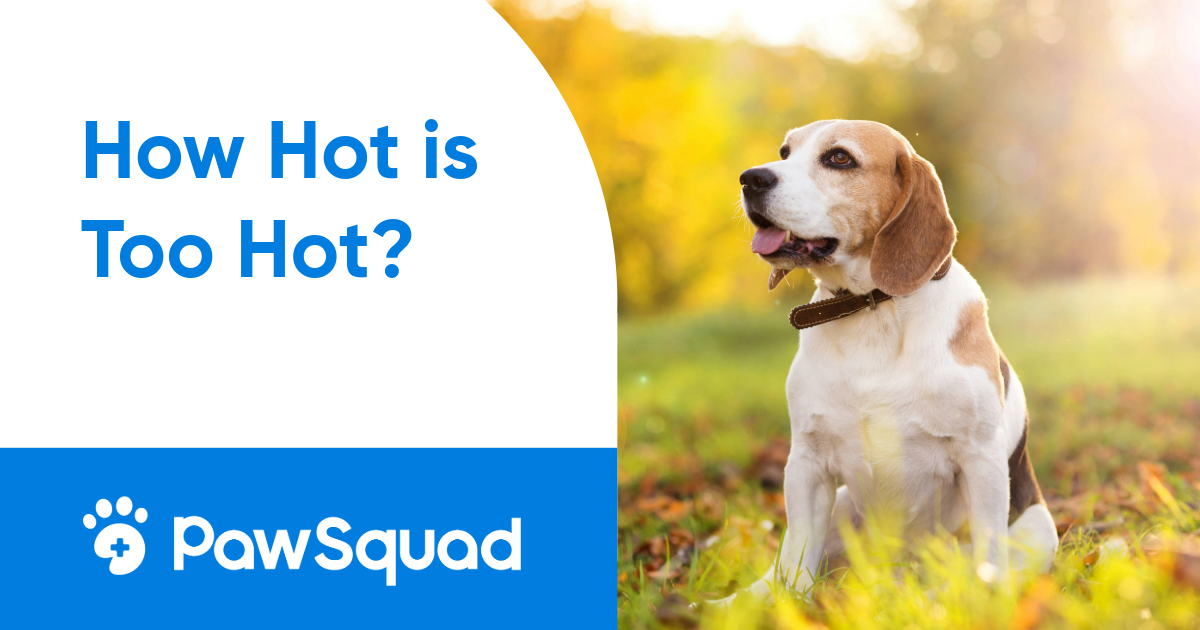 How Hot Is Too Hot? | PawSquad