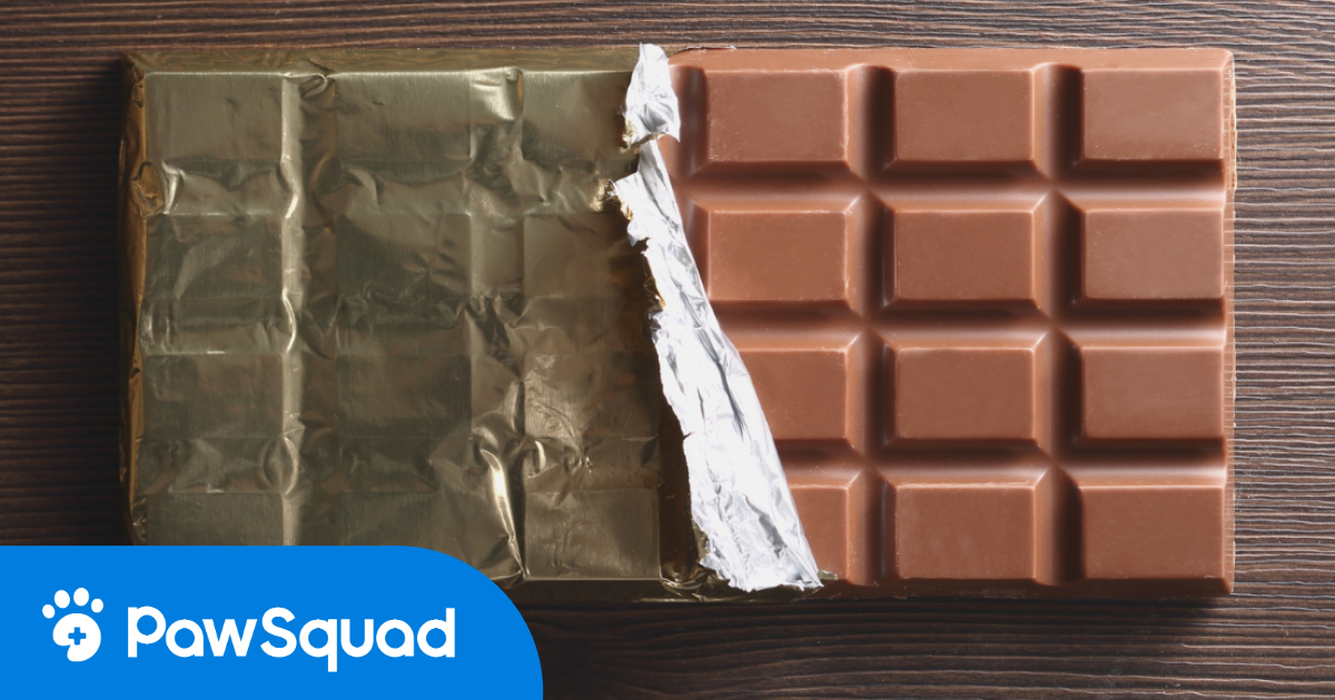 Chocolate Toxicity in Dogs and Cats: What You Need to Know - PawSquad