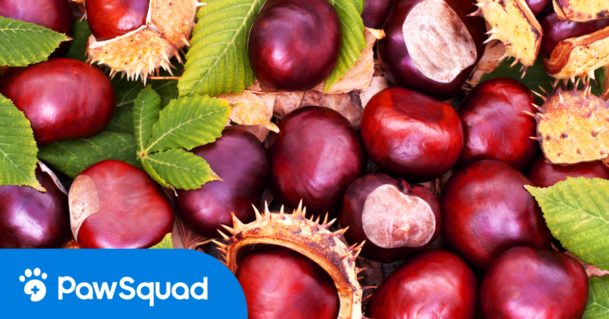 Acorn and Conker Toxicities in Dogs - PawSquad