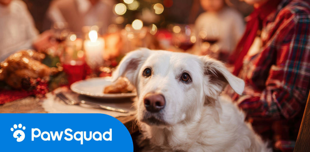 December Pet Safety: What to Watch Out For This Christmas - PawSquad