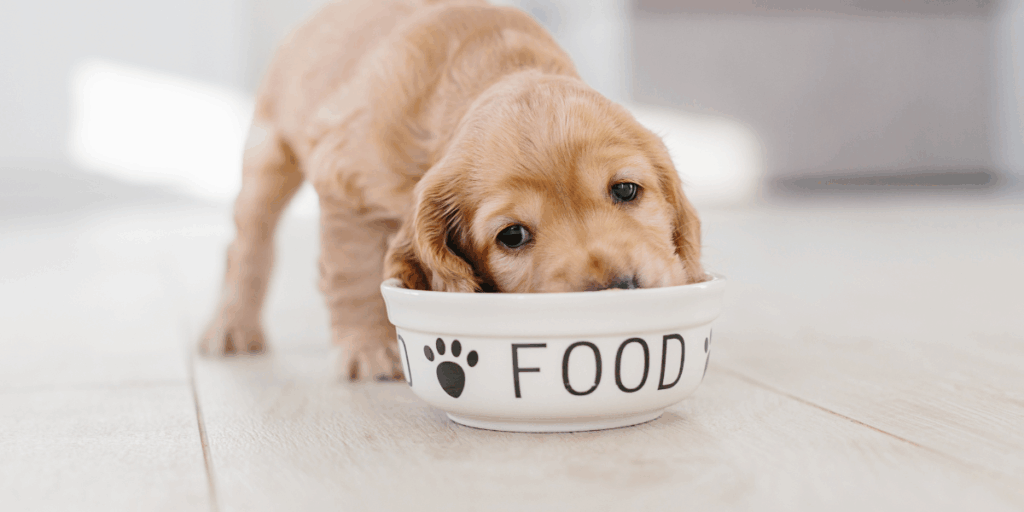 New Pet Advice: Keeping New Pets Safe and Happy - PawSquad