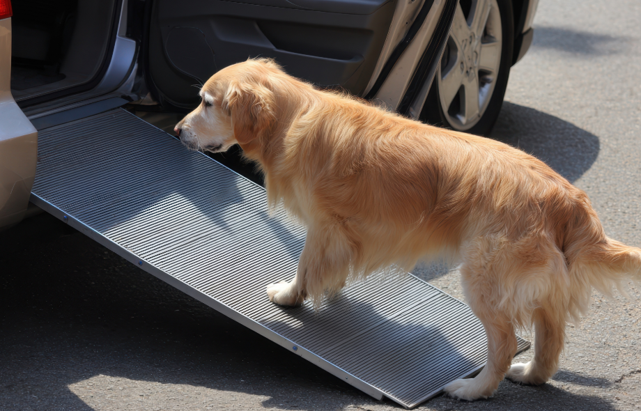 Home and Activity Adaptation for Dogs with Mobility Issues - PawSquad
