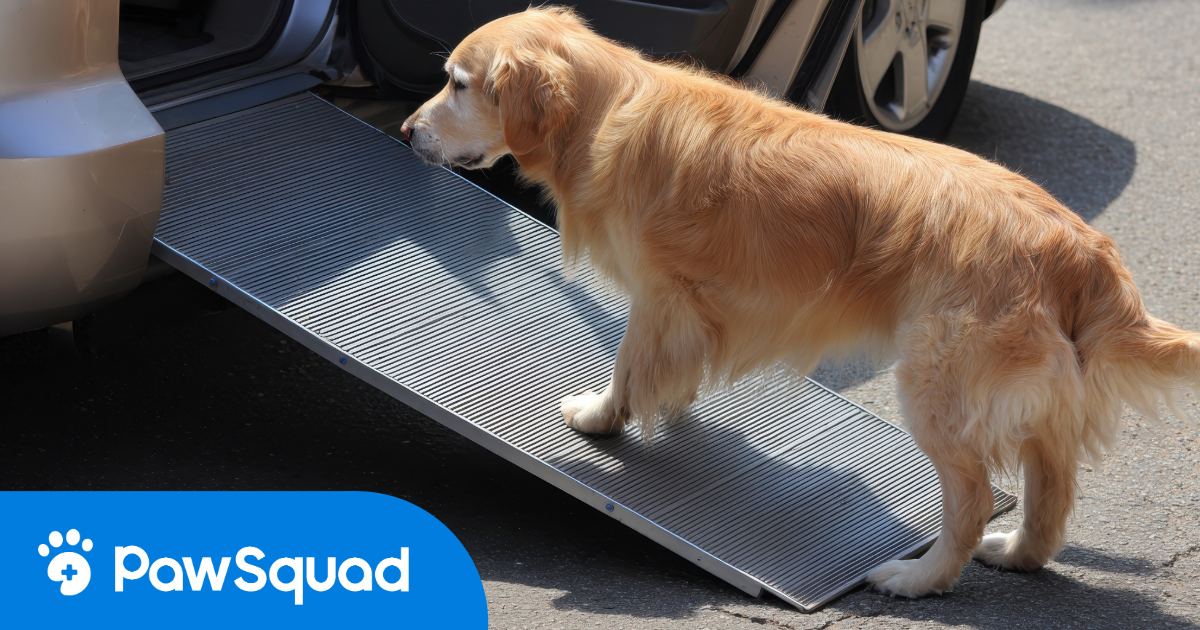 Home and Activity Adaptation for Dogs with Mobility Issues - PawSquad