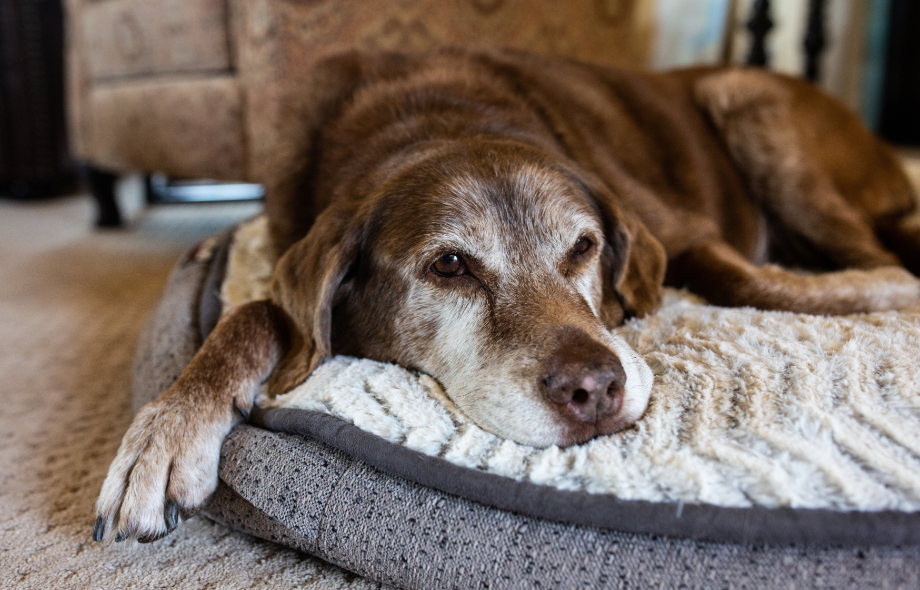 Exercise Management for Dogs with Osteoarthritis - PawSquad